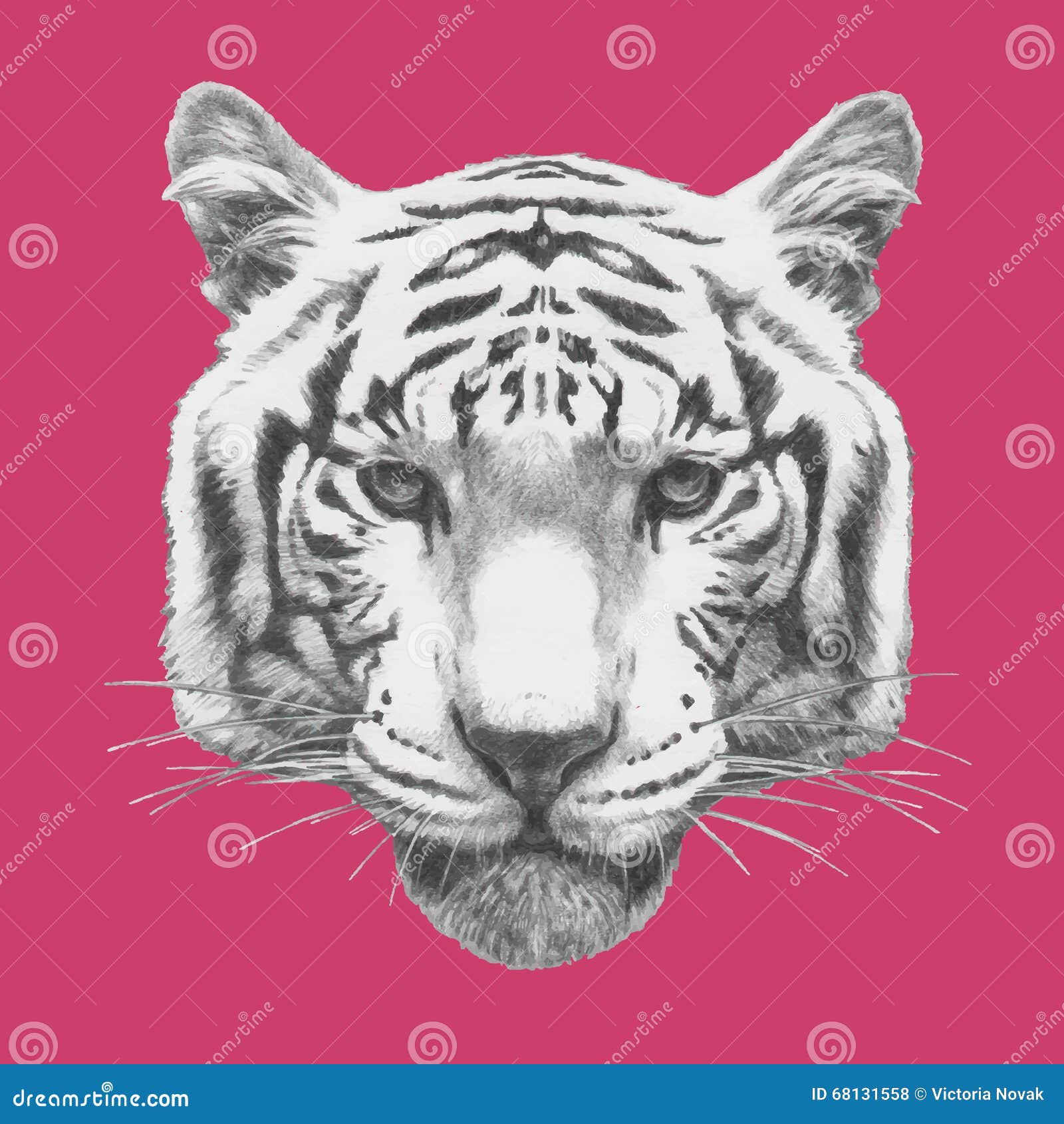 Hand Drawn Portrait of Tiger. Stock Vector - Illustration of beauty ...