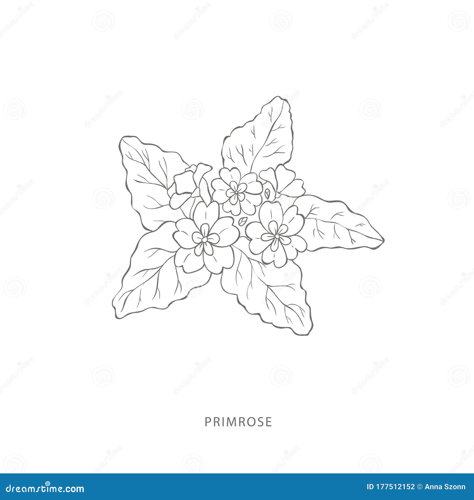 Hand Drawn Primrose Flower.Plant Design Elements Stock Vector ...