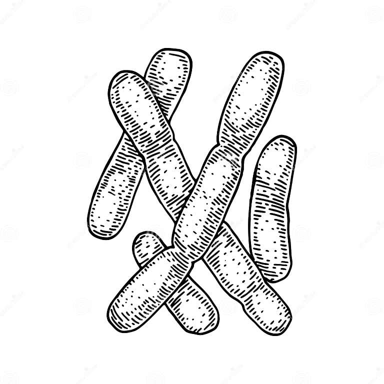 Hand Drawn Probiotic Lactobacillus Bacteria Good Microorganism For