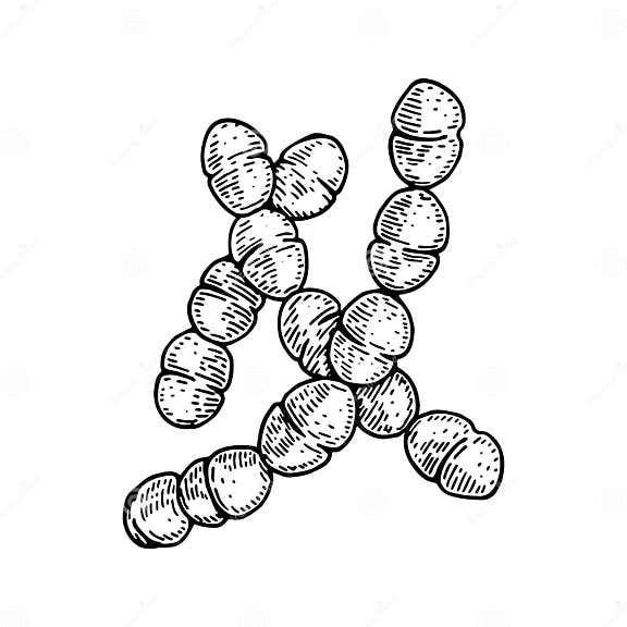 Hand Drawn Probiotic Streptococcus Thermophiles Bacteria Good