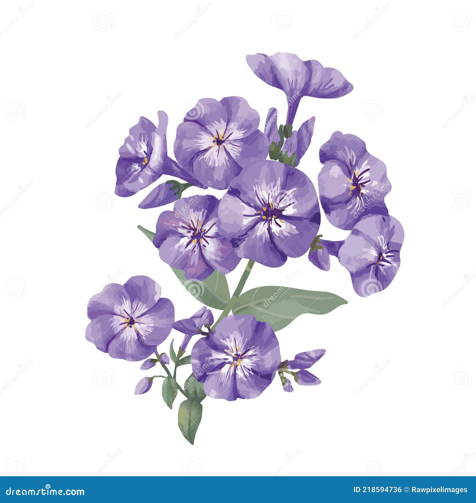 Flowering Phlox, Botanical Drawing, Graphic Black And White Sketch ...