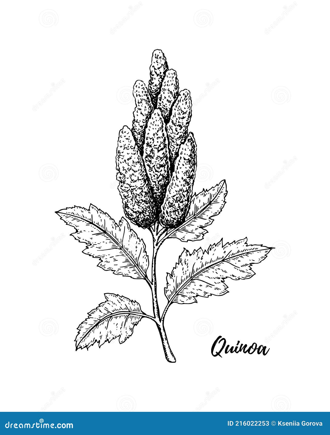 Hand Drawn Quinoa Branch Isolated on White Background. Vector ...