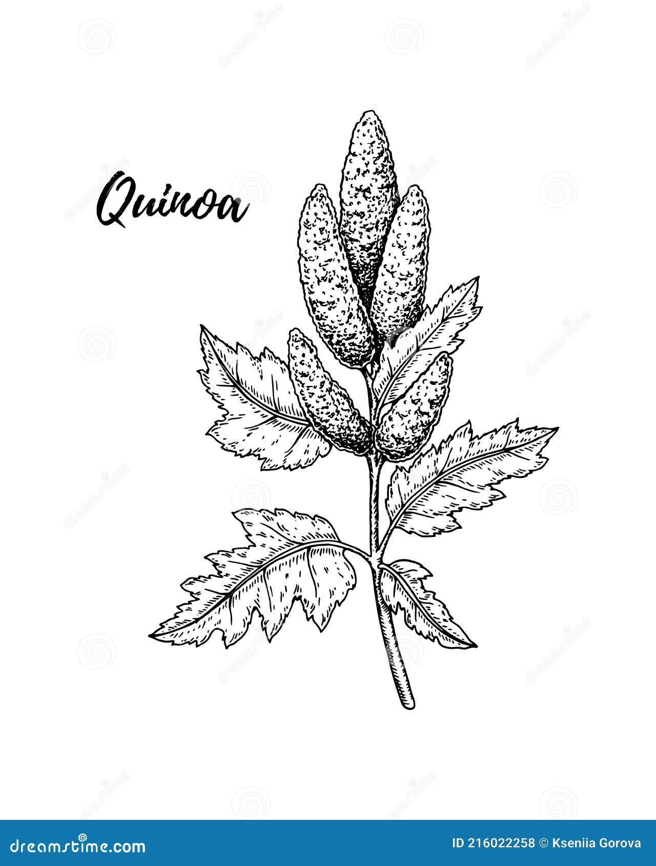 Hand Drawn Quinoa Branch Isolated on White Background. Vector ...