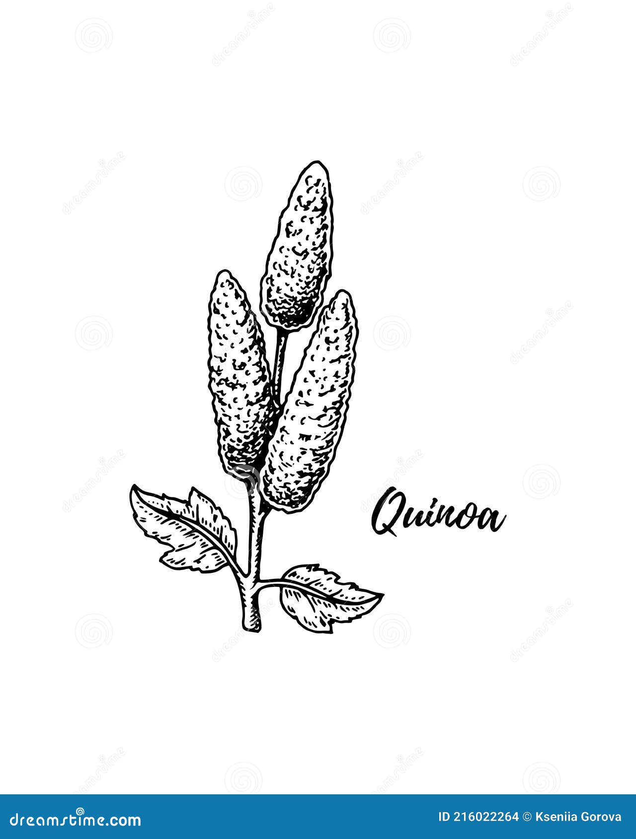Hand Drawn Quinoa Branch Isolated on White Background. Vector ...