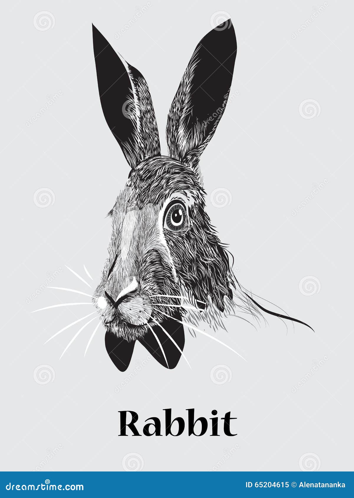 Hand drawn rabbit portrait stock vector. Illustration of face - 65204615