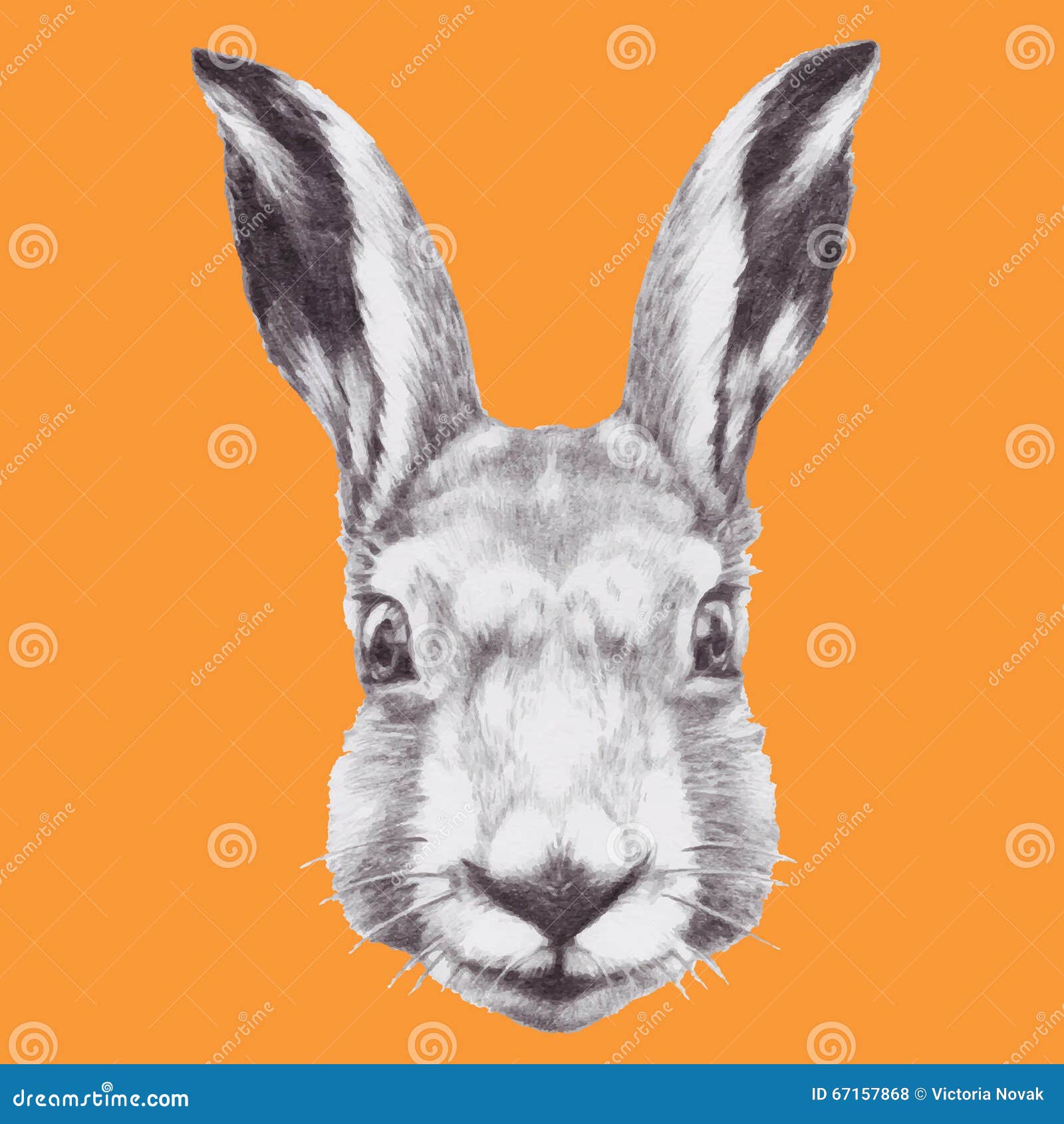 Hand drawn rabbit s head. stock vector. Illustration of hare - 67157868