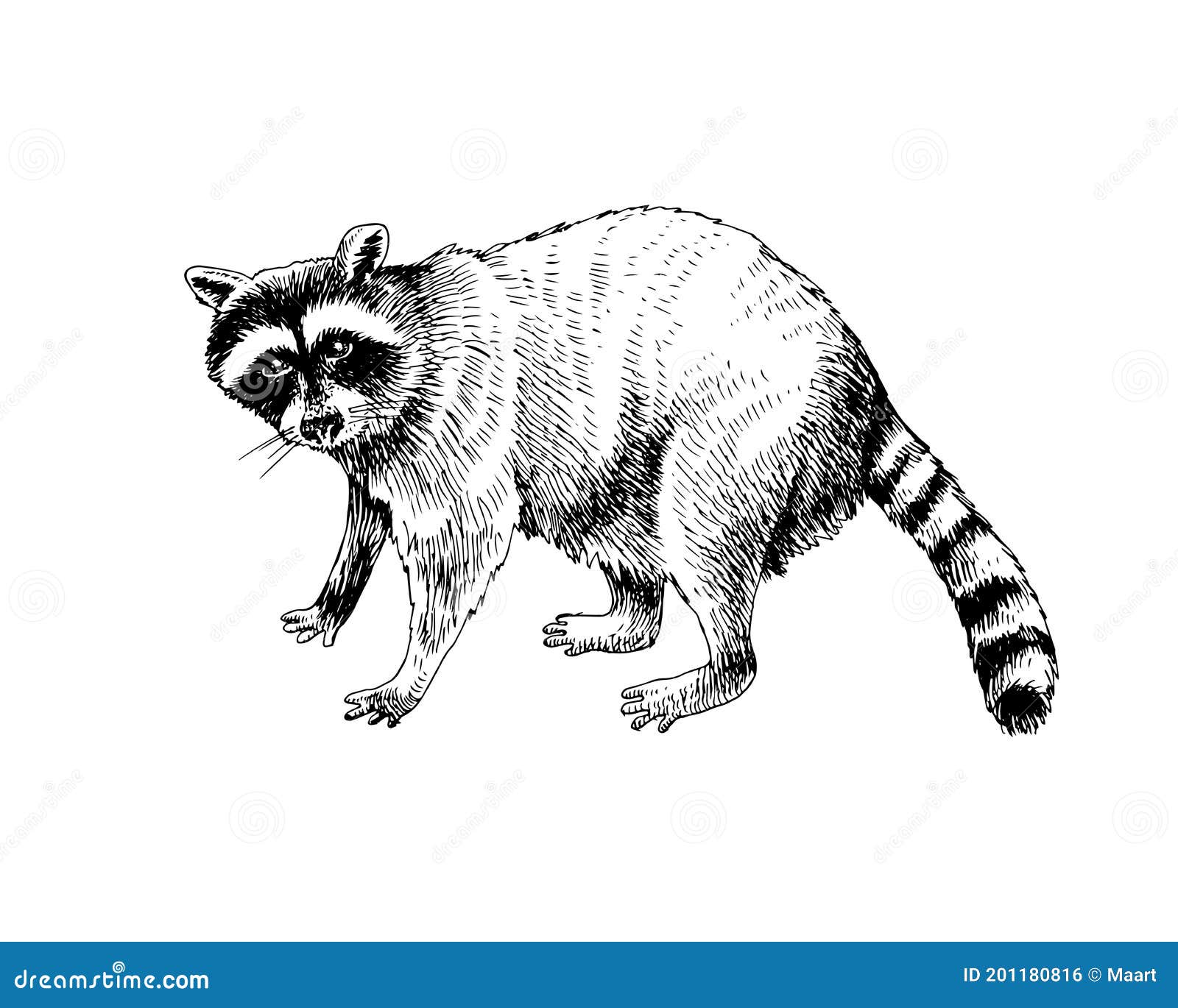 Hand drawn raccoon stock photo. Image of element, adorable - 201180816