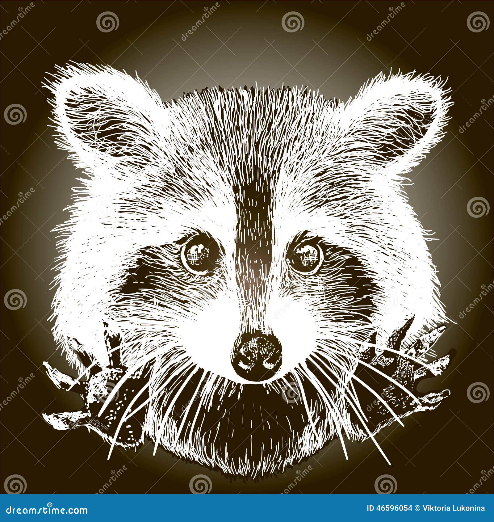 Hand drawn raccoon stock vector. Illustration of friendly - 46596054