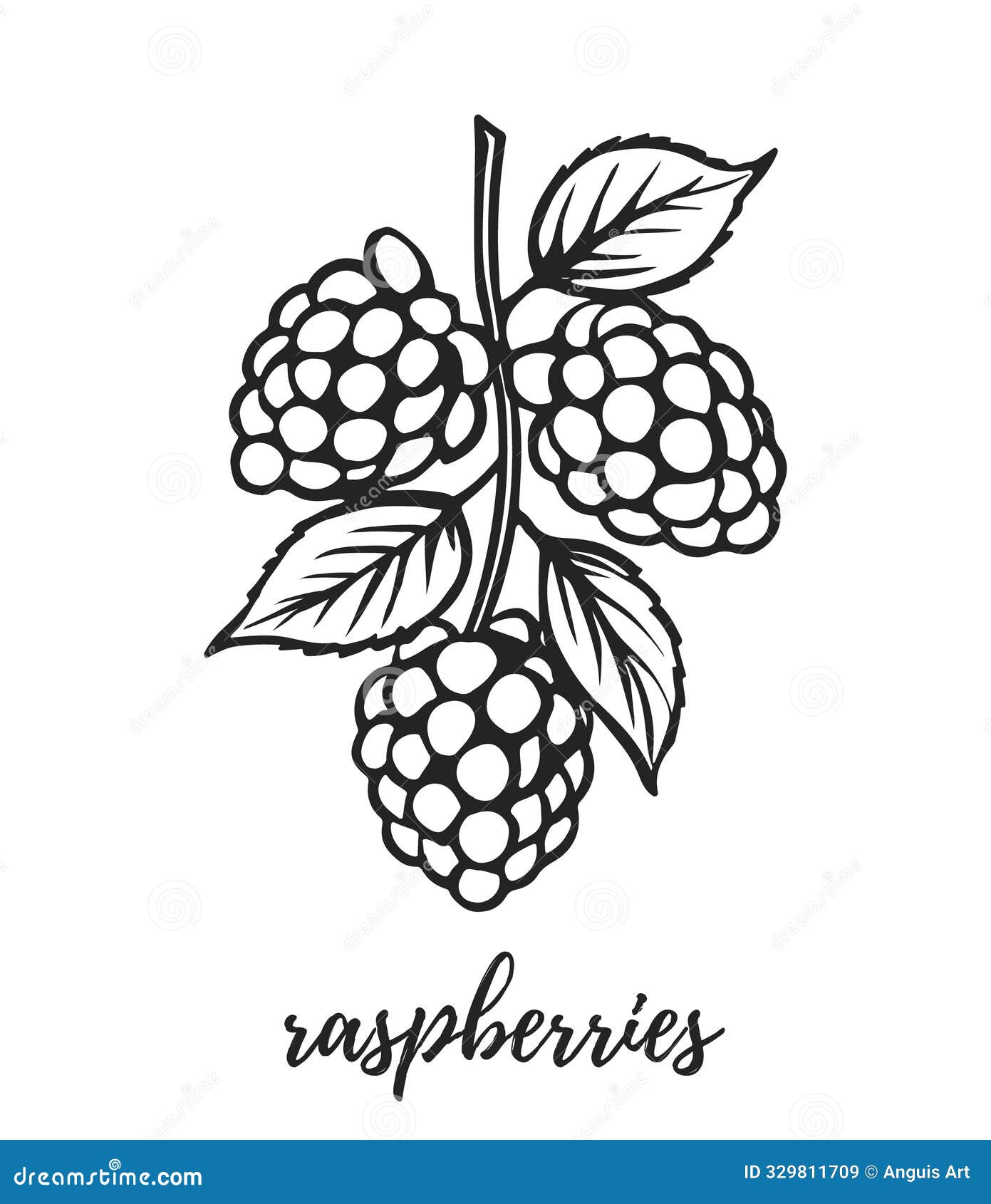 Hand drawn raspberry. stock illustration. Illustration of raspberry ...