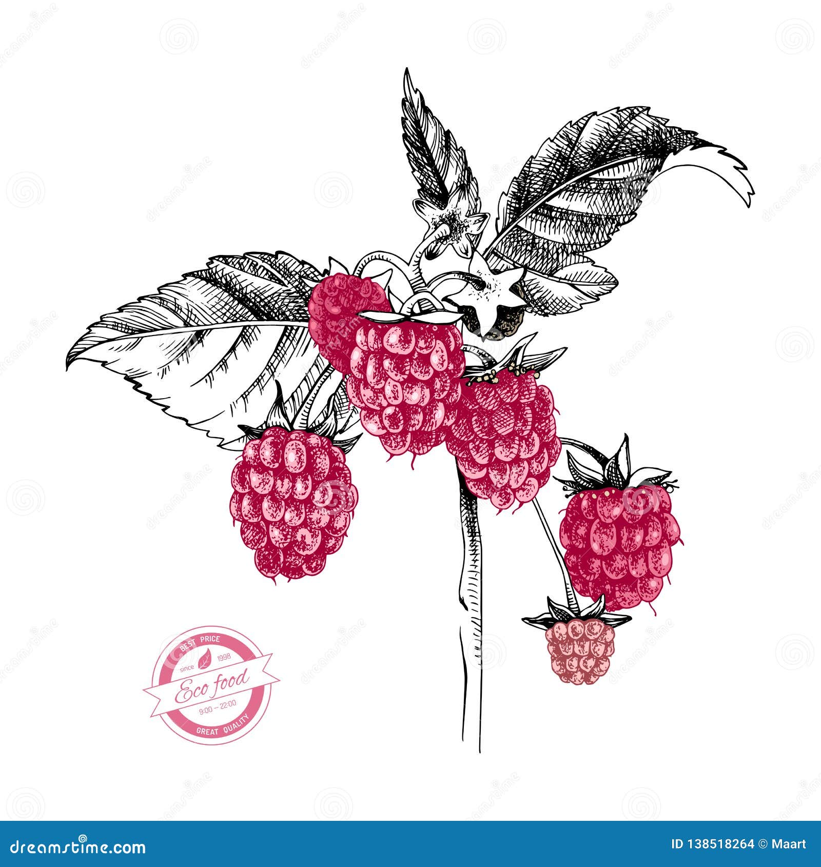 Hand Drawn Raspberry Branch Stock Vector - Illustration of garden ...