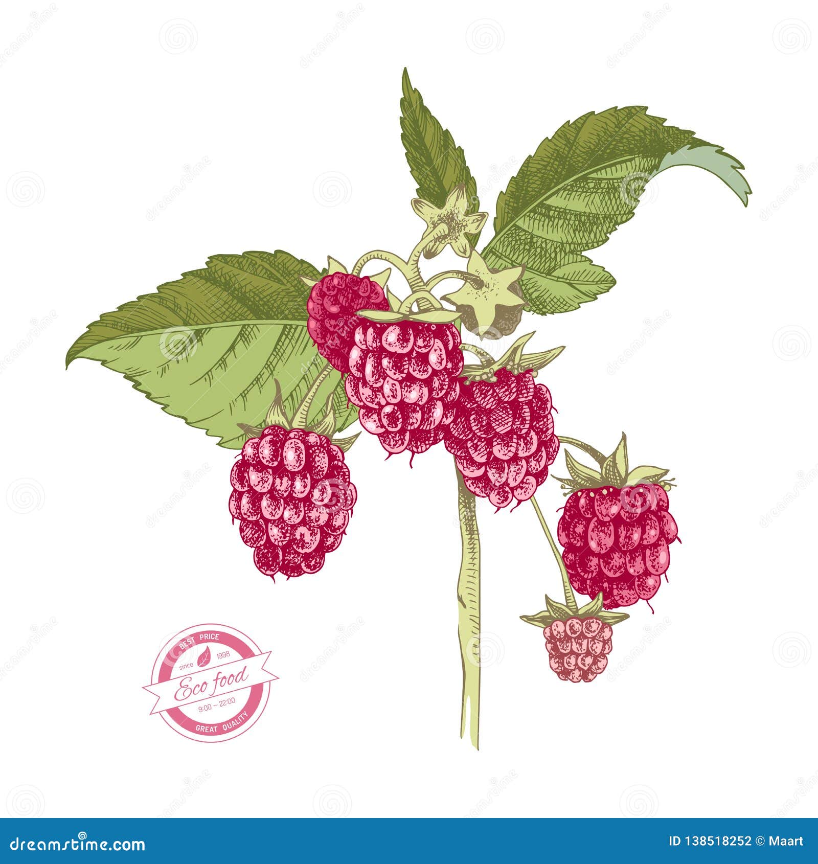 Raspberry Branch Pencil Drawing Stock Photo | CartoonDealer.com #131932116