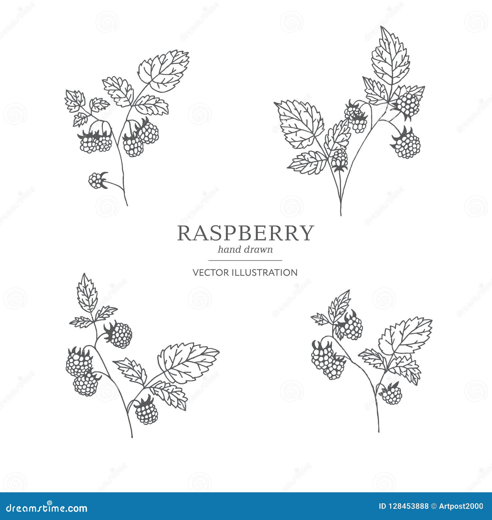Hand Drawn Raspberry Branches Stock Vector - Illustration of food, hand ...
