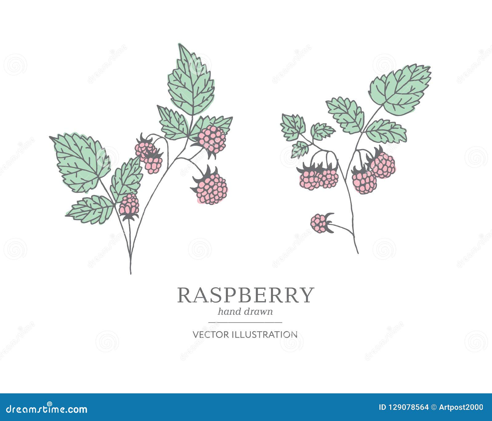 Hand Drawn Raspberry Branches Stock Vector - Illustration of doodle ...