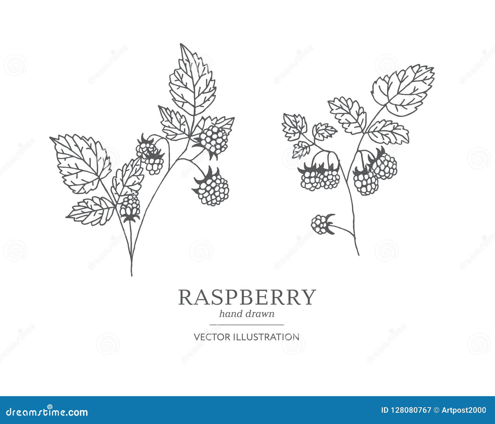 Hand Drawn Raspberry Branches Stock Vector - Illustration of ...