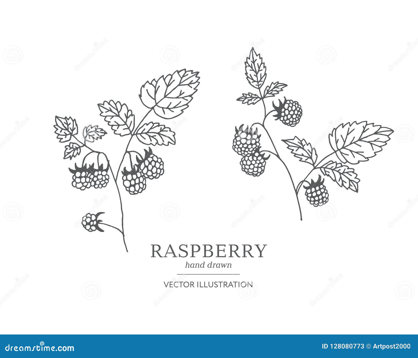 Hand Drawn Raspberry Branches Stock Vector - Illustration of bush ...