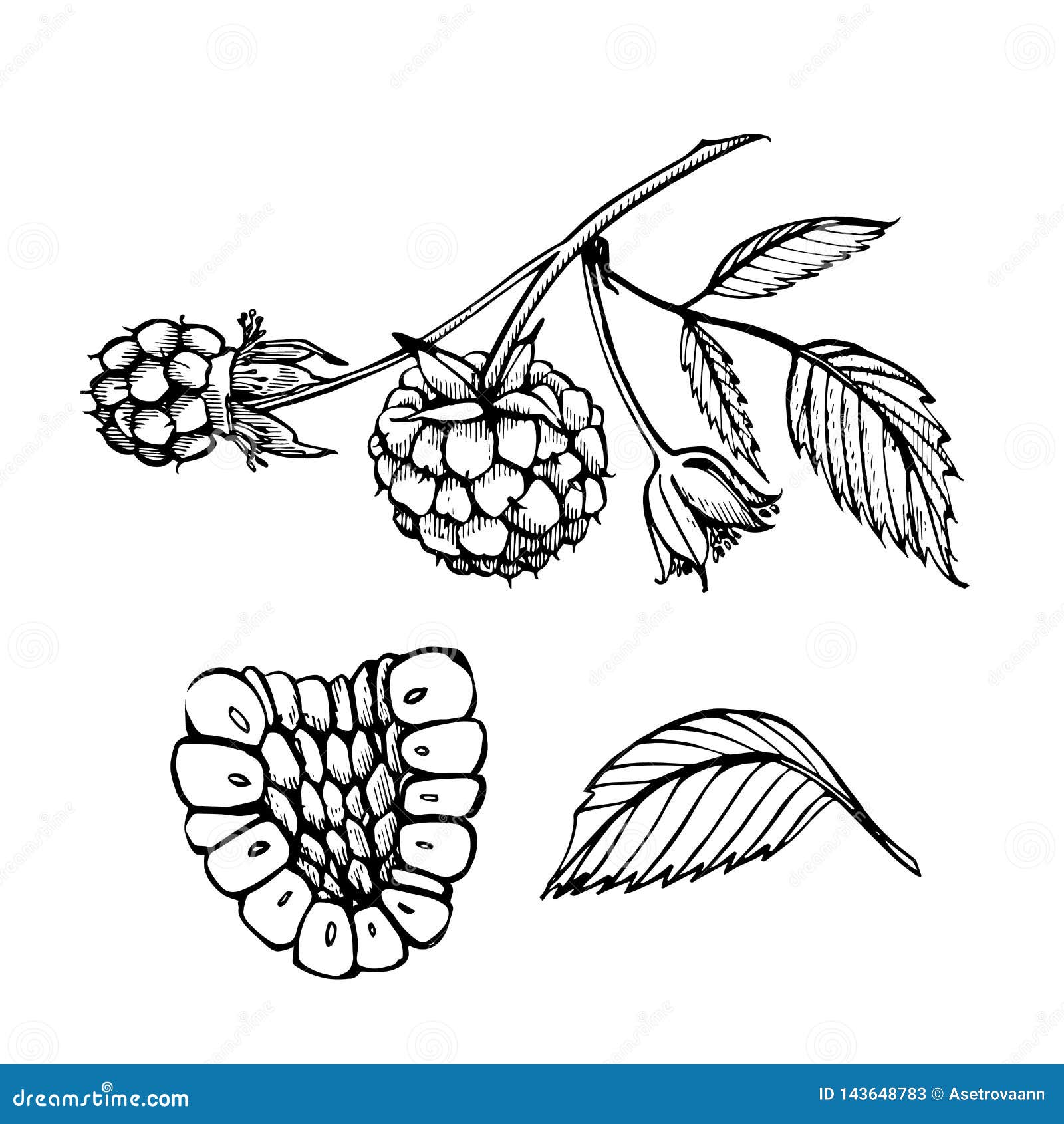 Hand Drawn Raspberry Set Isolated on White Background. Retro Sketch ...