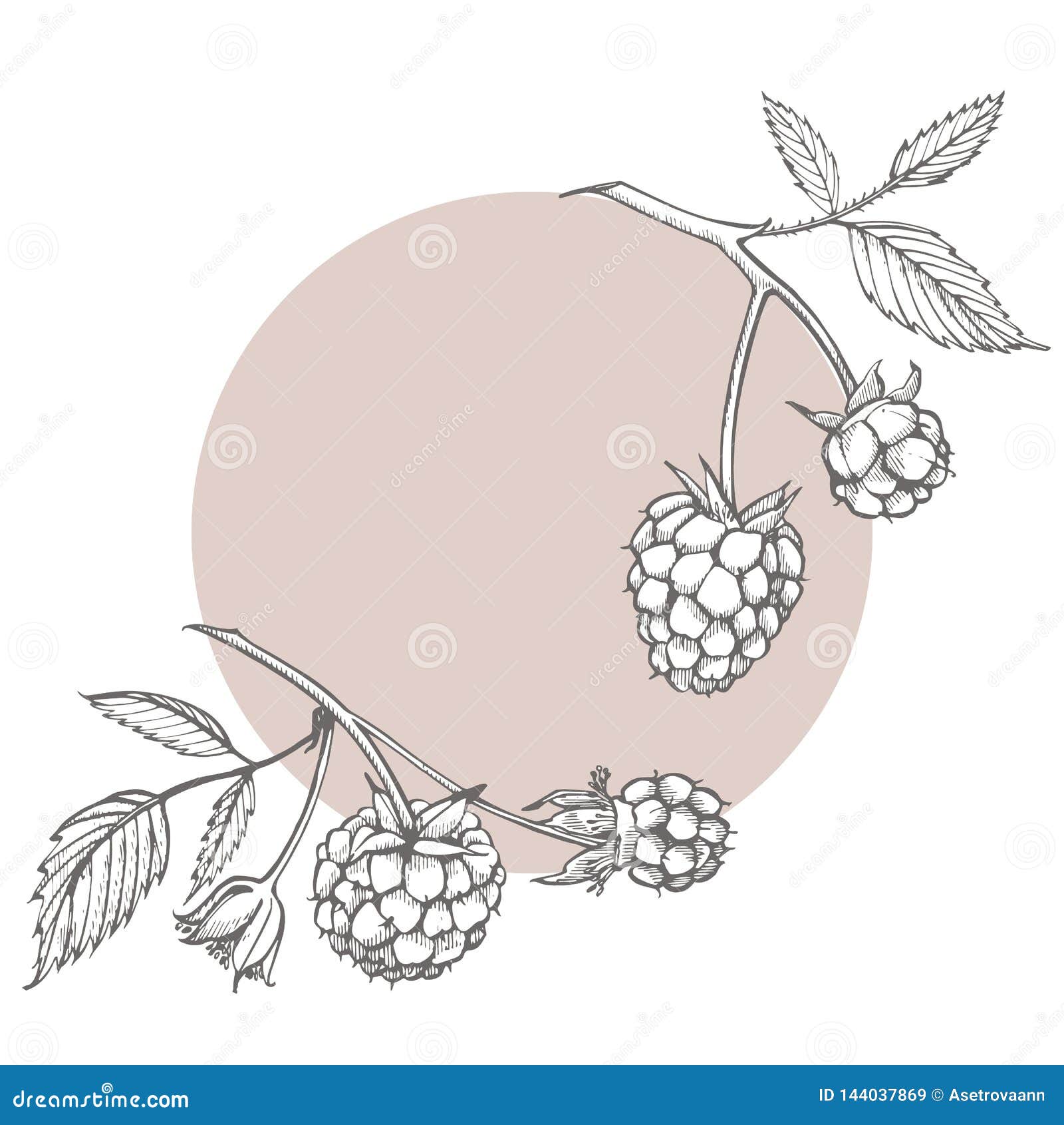 Hand Drawn Raspberry Set Isolated on White Background. Retro Sketch ...