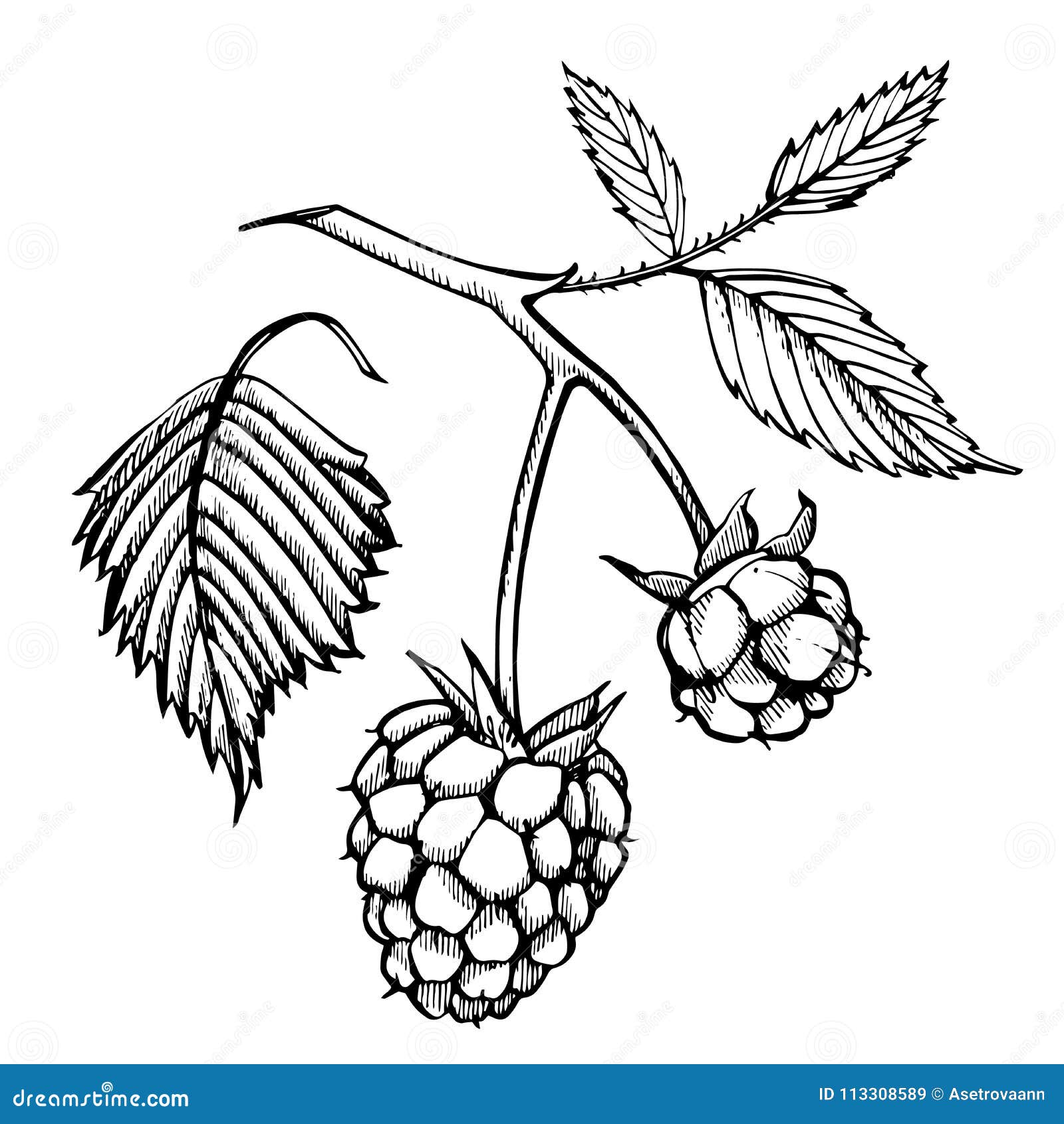 Hand Drawn Raspberry Set Isolated on White Background. Retro Sketch ...