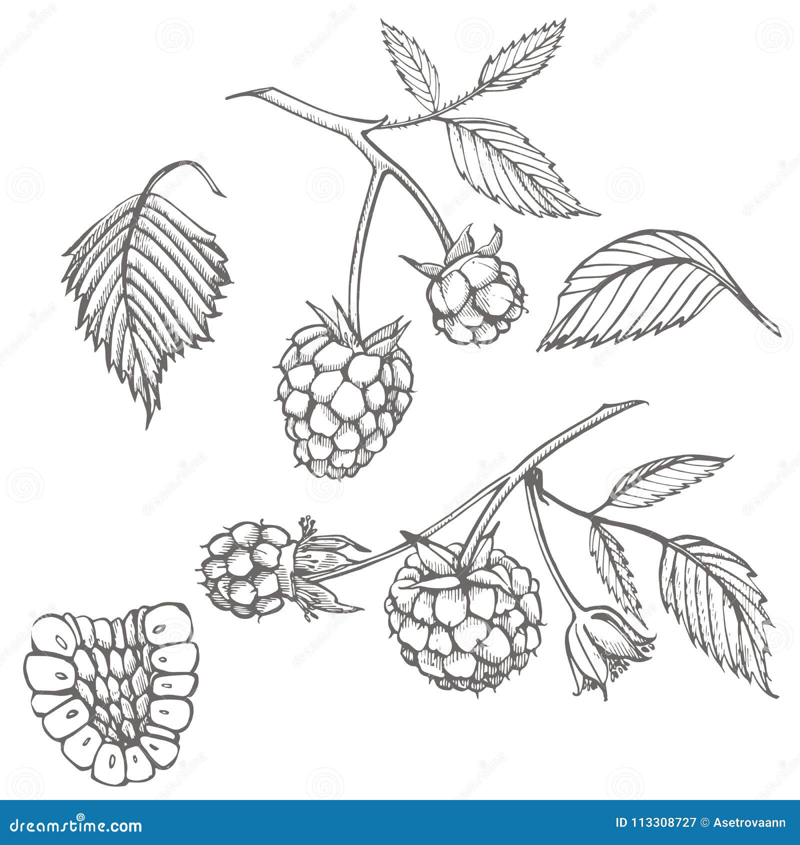 Hand Drawn Raspberry Set Isolated on White Background. Retro Sketch ...