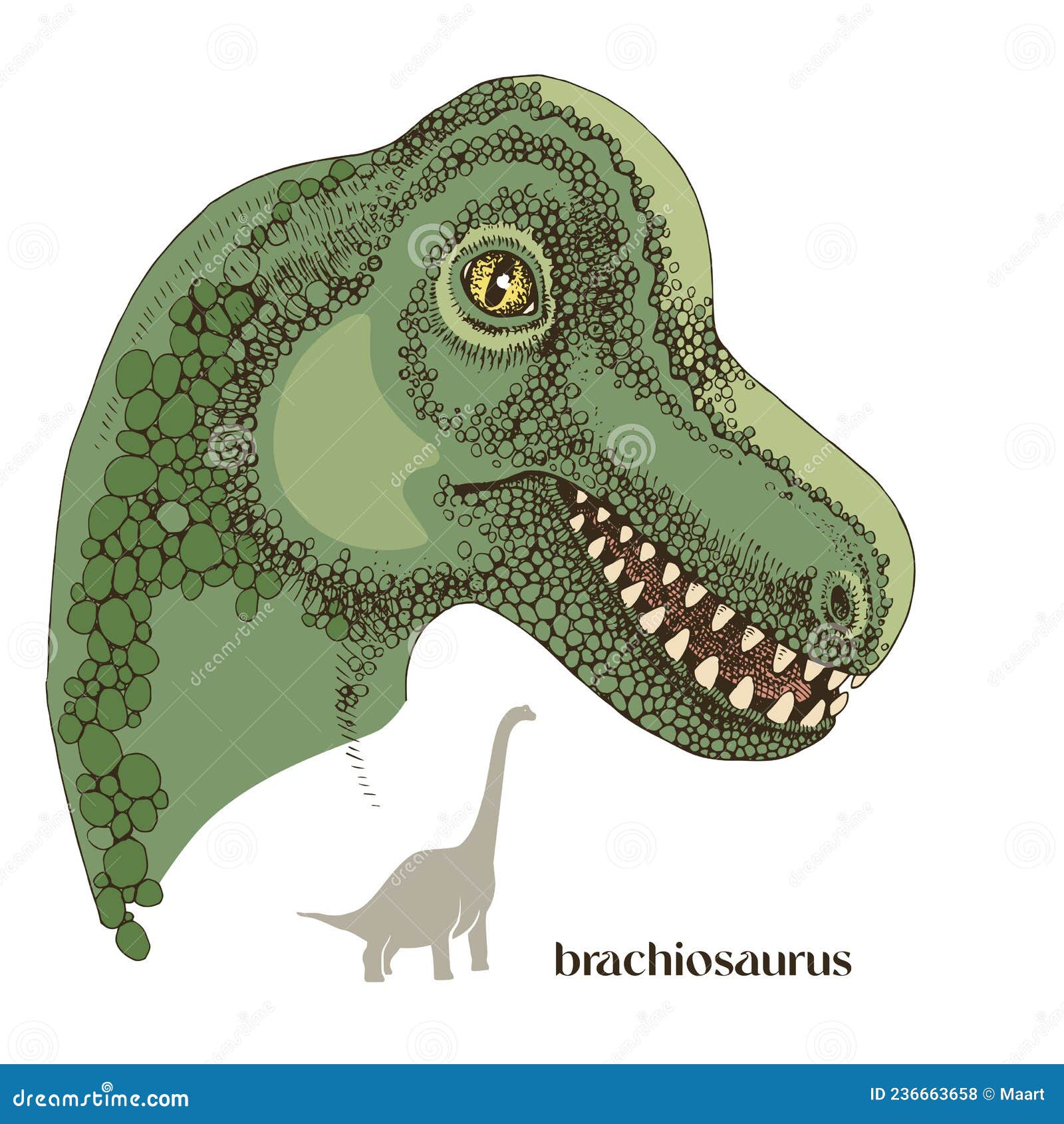 Hand Drawn Realistic Dinosaurus Brachiosaurus Stock Vector ...
