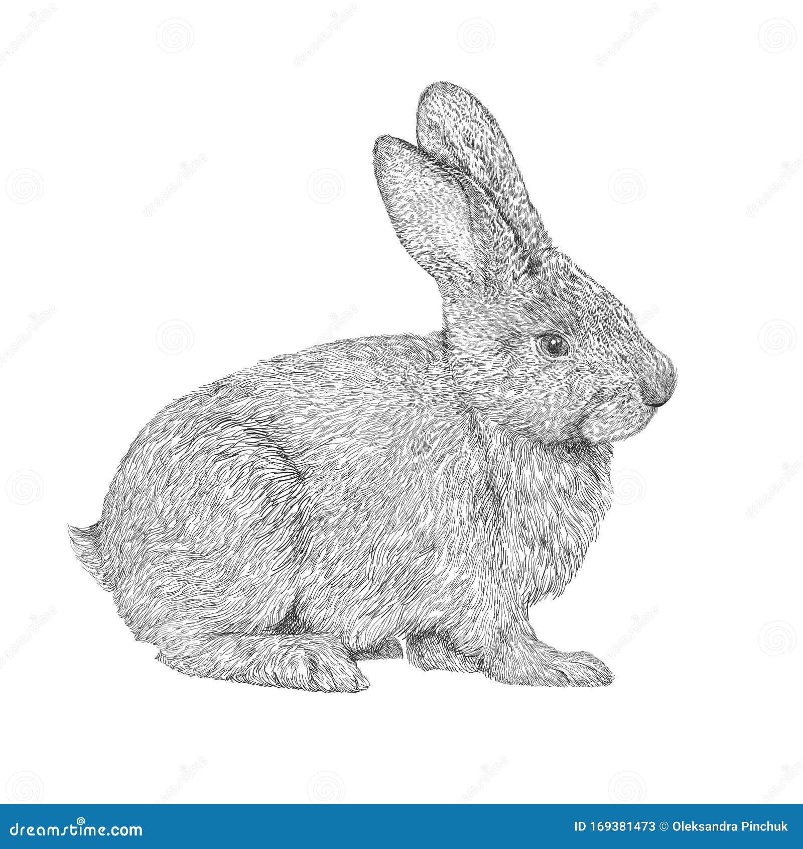 Realistic Rabbit Coloring Pages: Free Printable Sheets For Kids Royalty ...