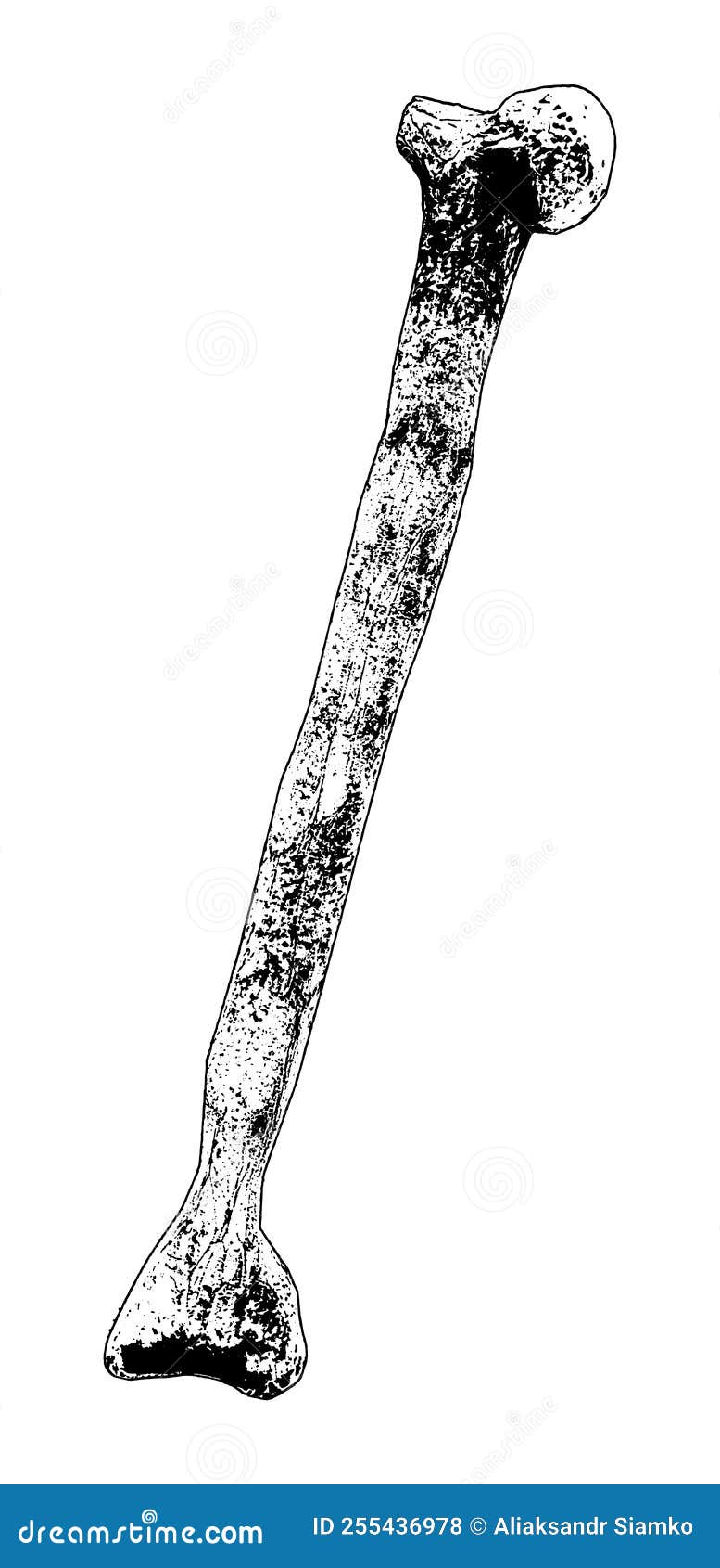 Hand Drawn Realistic Sketch Human Bone Stock Vector - Illustration of ...