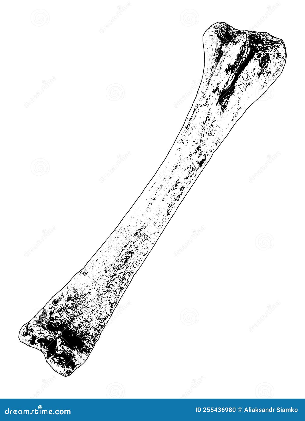 Hand Drawn Realistic Sketch Human Bone Stock Illustration ...