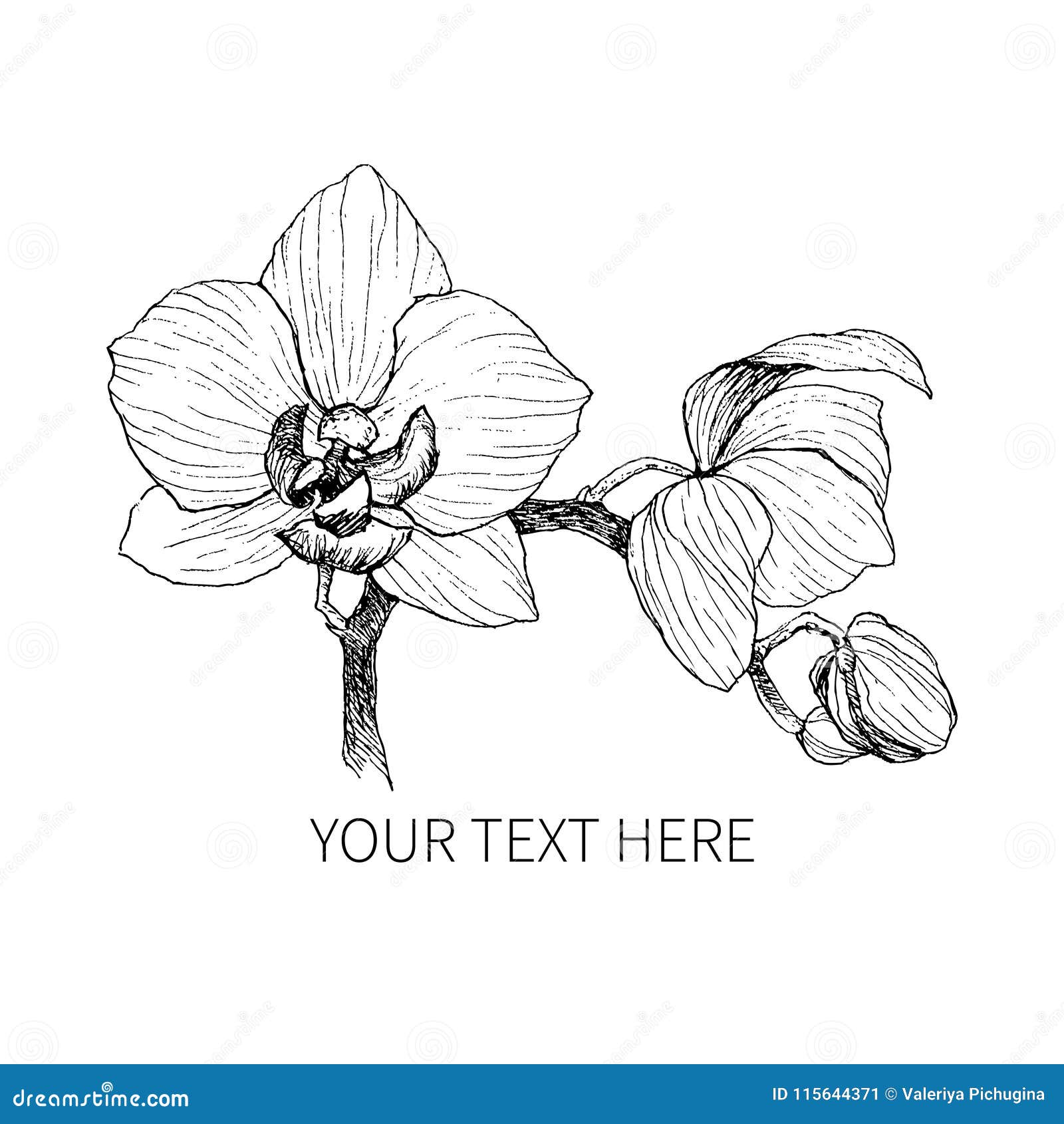Hand Drawn Black Outline Orchid On A White Background Isolated Highly