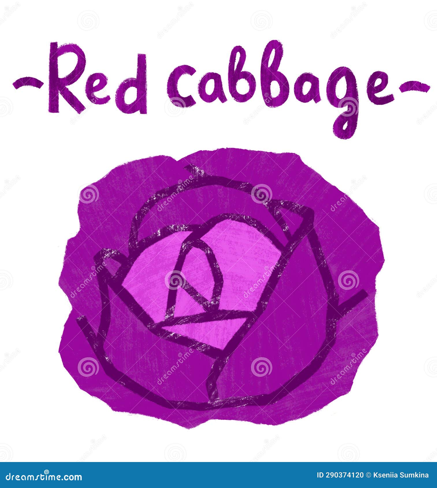 Hand Drawn Red Cabbage Isolated on White Stock Photo - Image of food ...
