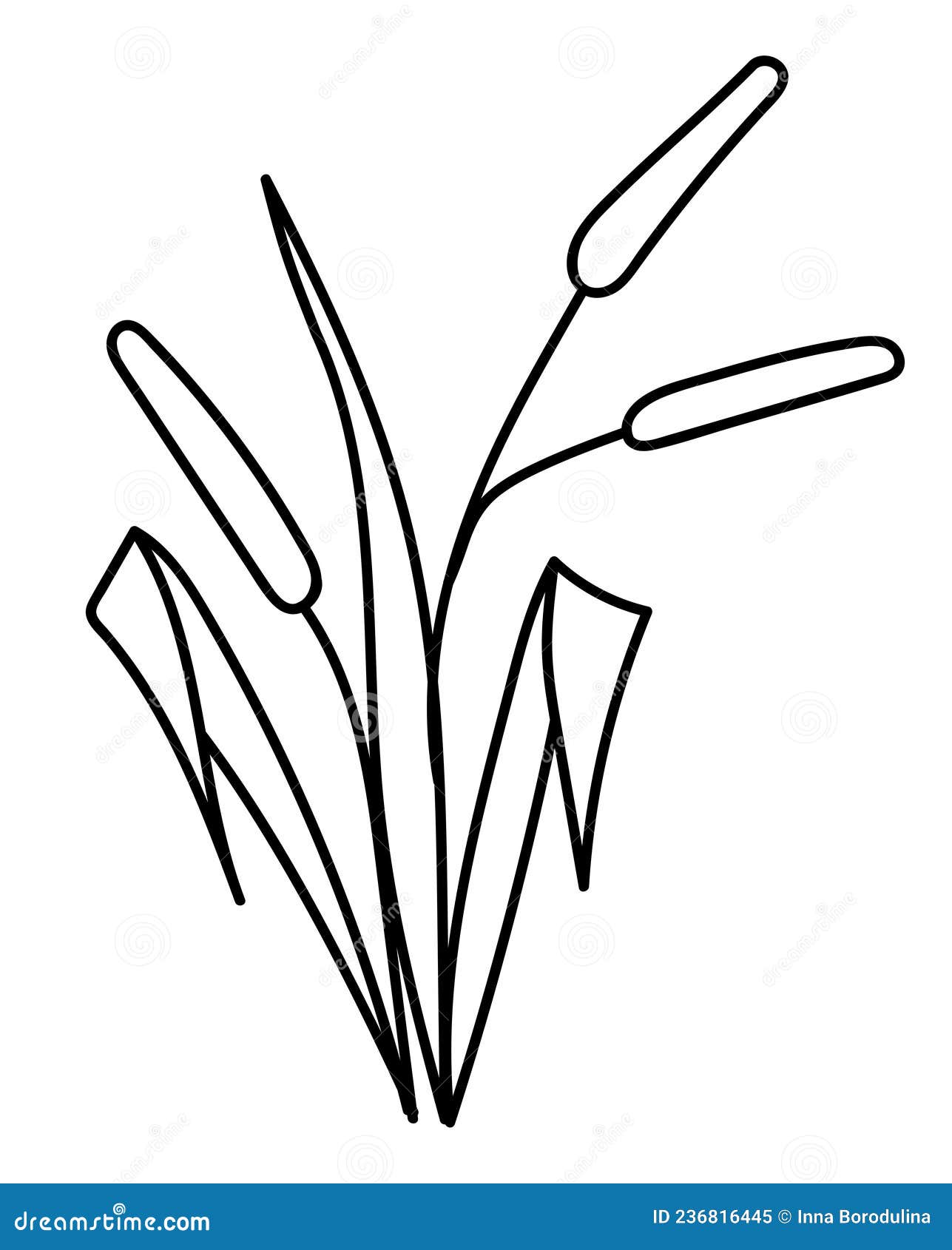Hand Drawn Reeds. Doodle Vector Illustration Stock Vector ...