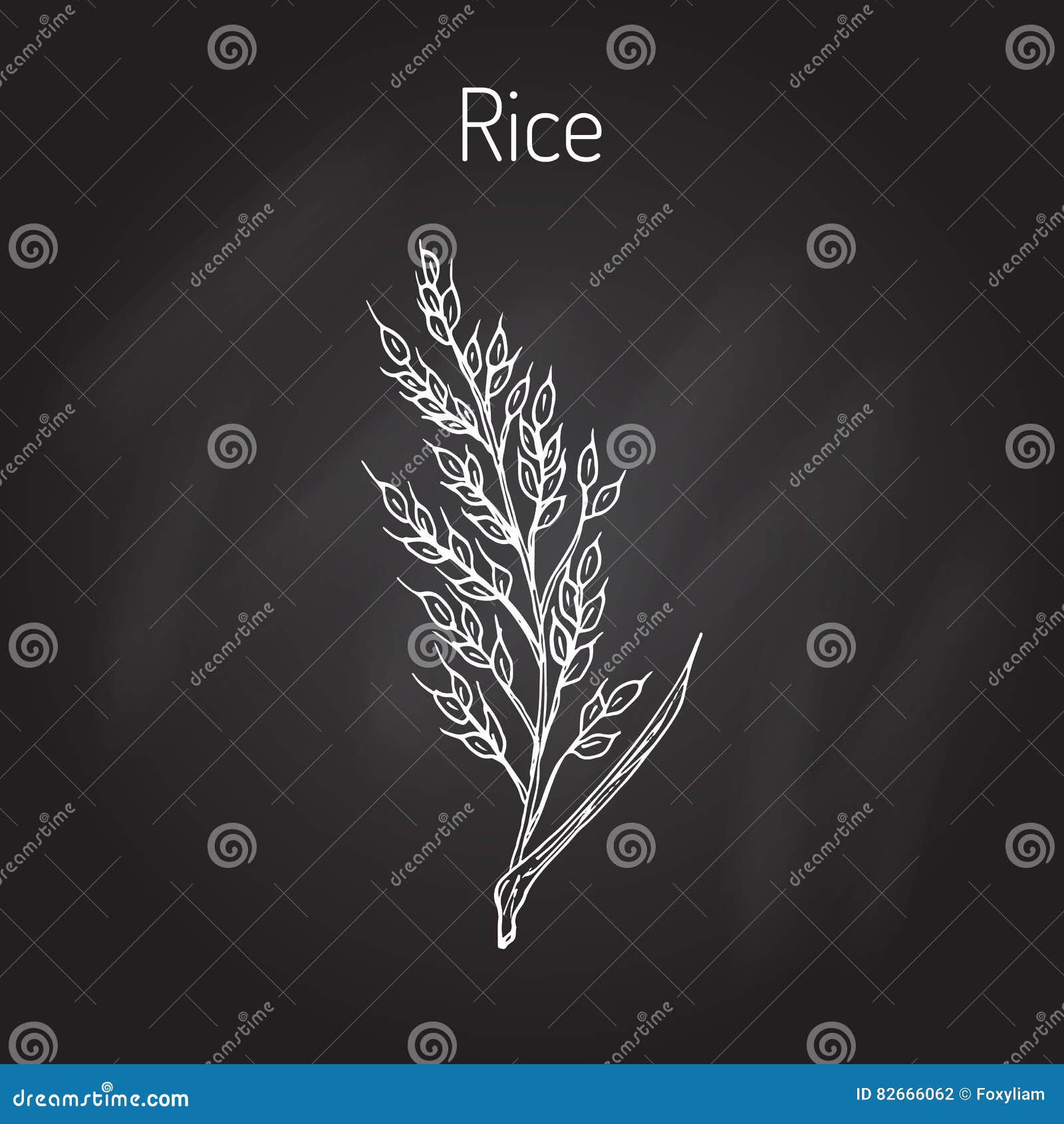 Hand Drawn Rice Ears Sketch Stock Vector - Illustration of seed ...