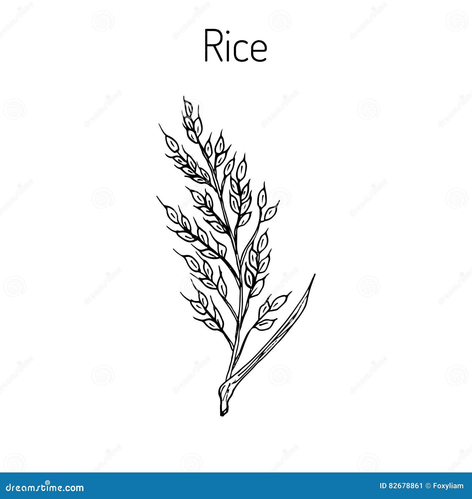 Hand Drawn Rice Ears Sketch Stock Vector - Illustration of contour ...