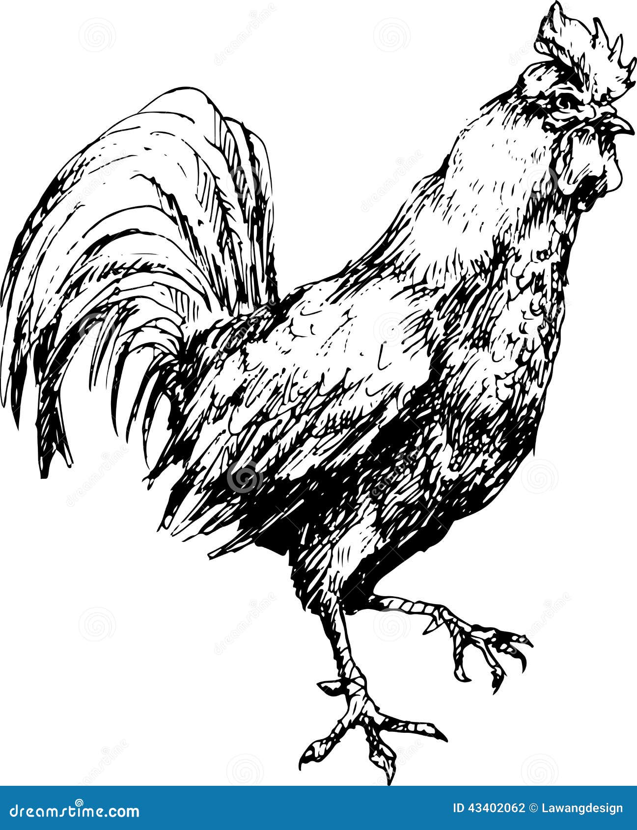Hand drawn rooster stock vector. Illustration of macho - 43402062