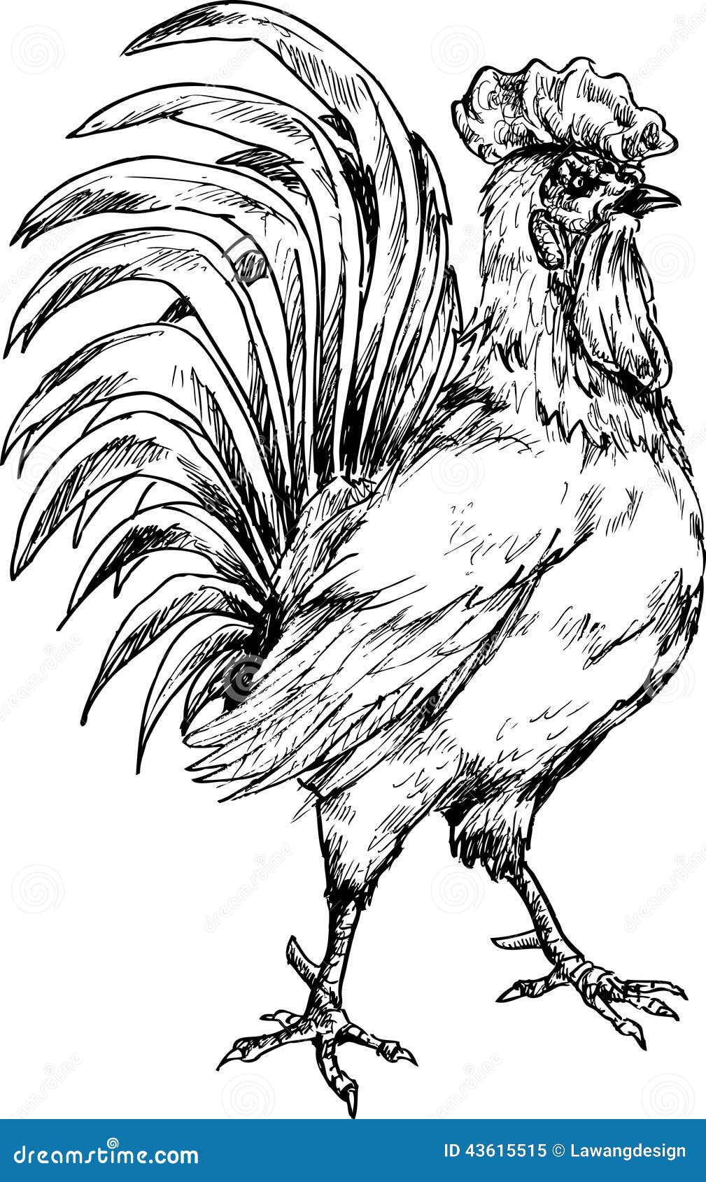 Hand drawn rooster stock vector. Illustration of feather - 43615515