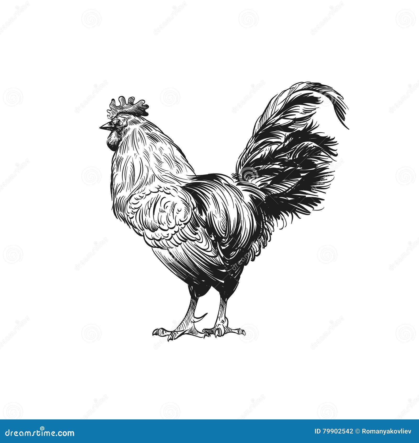 Hand Drawn Rooster Sketch. Vector Illustration Stock Vector ...