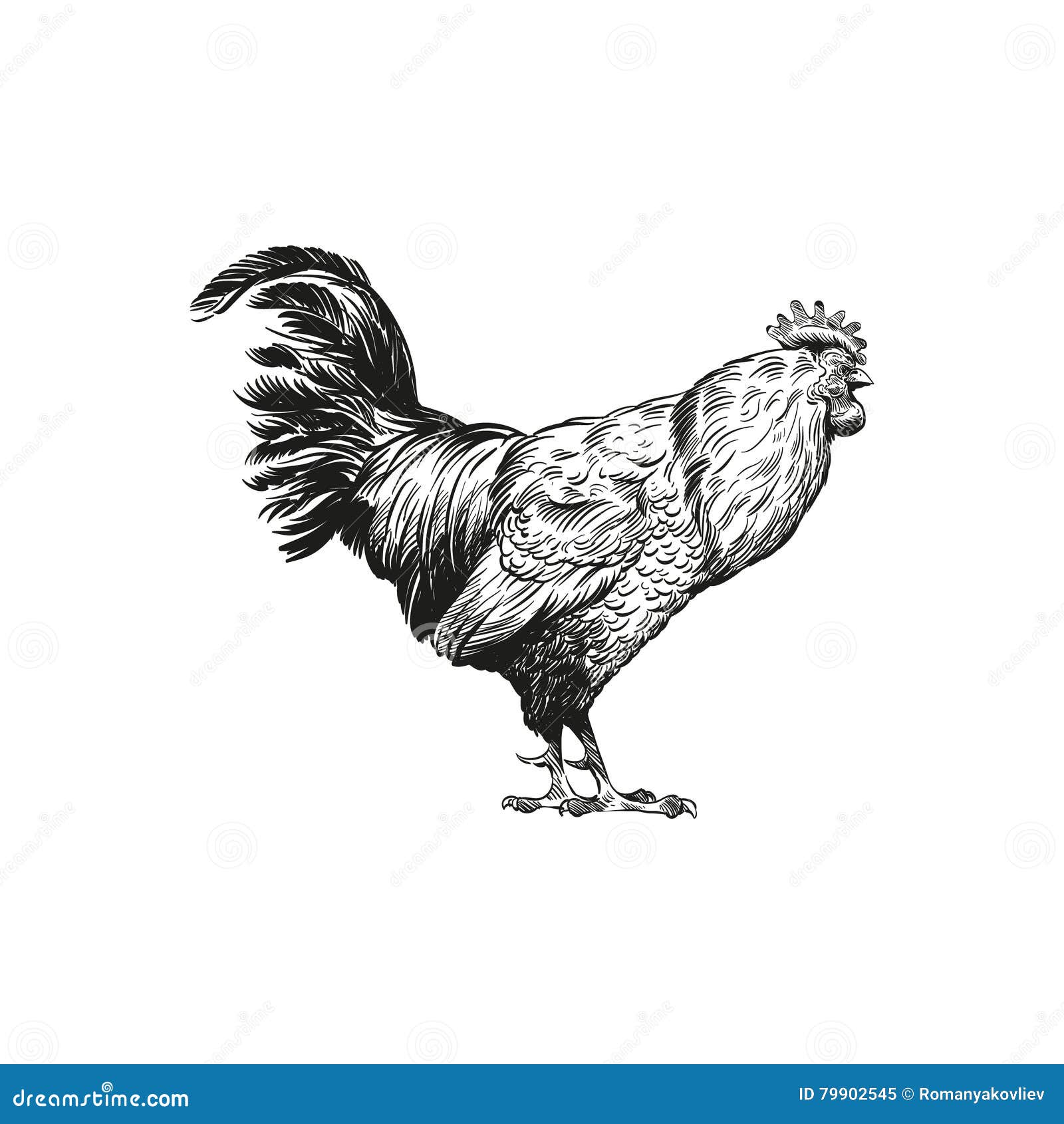 Hand Drawn Rooster Sketch. Vector Illustration Stock Vector ...