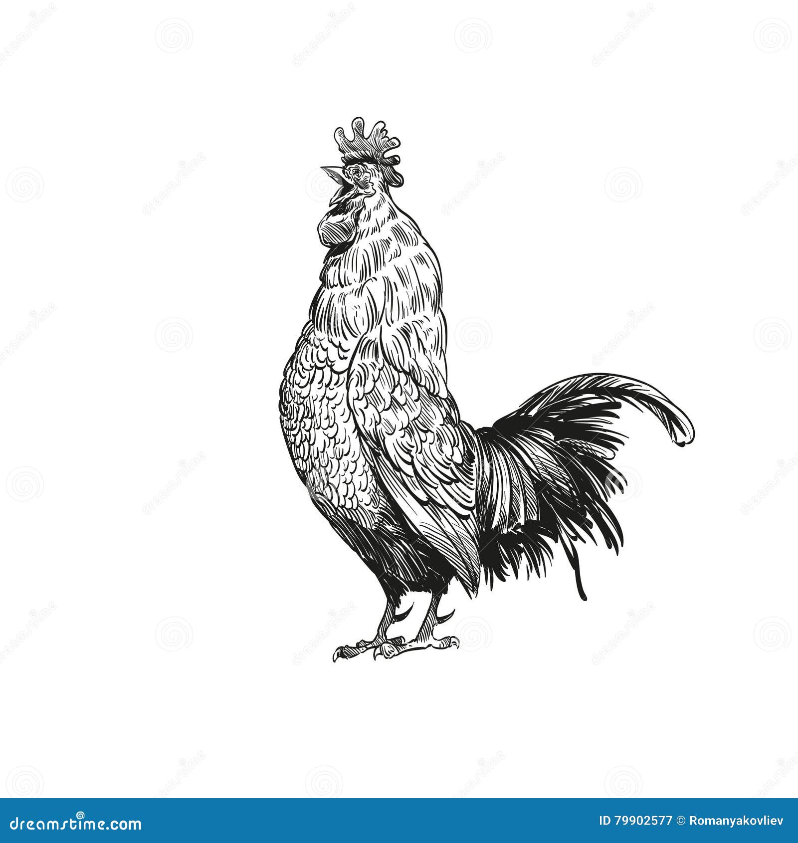 Hand Drawn Rooster Sketch. Vector Illustration Stock Vector ...