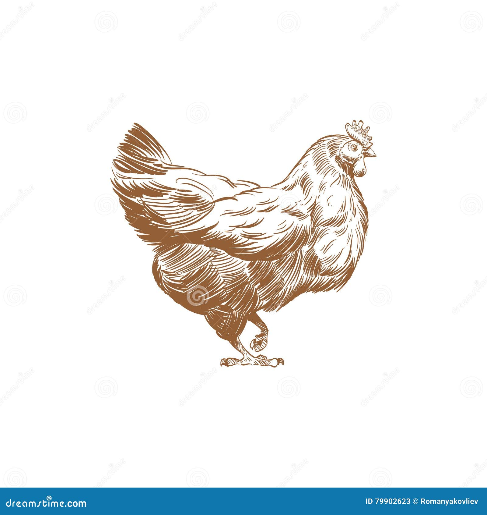 Hand Drawn Rooster Sketch. Vector Illustration Stock Vector ...