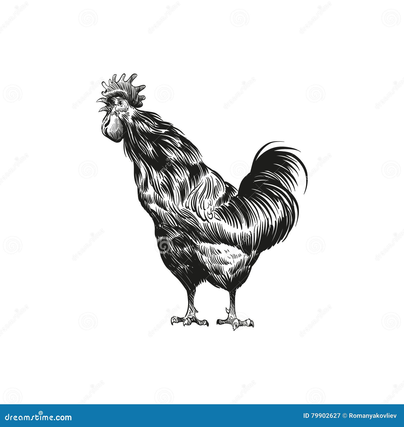 Hand Drawn Rooster Sketch. Vector Illustration Stock Vector ...