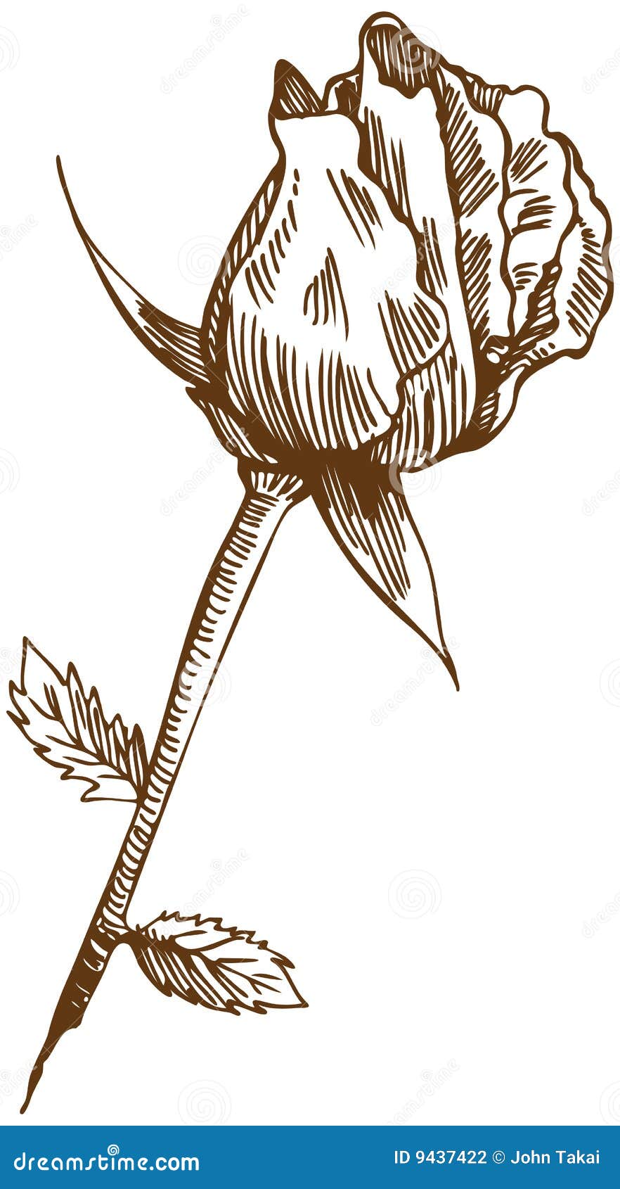 Hand Drawn Rose stock vector. Illustration of natural - 9437422