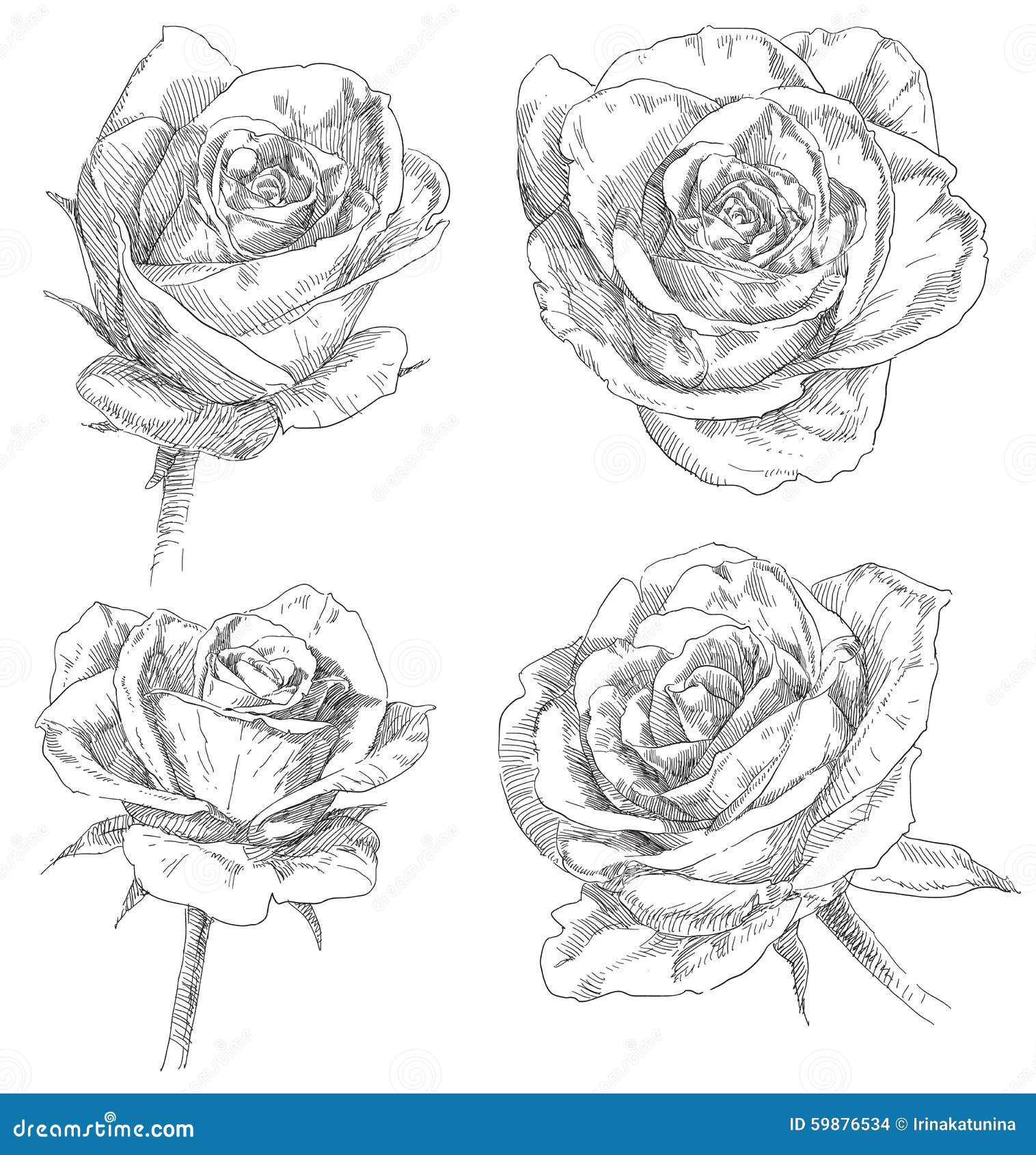 Hand drawn rose flowers stock vector. Illustration of artistic - 59876534