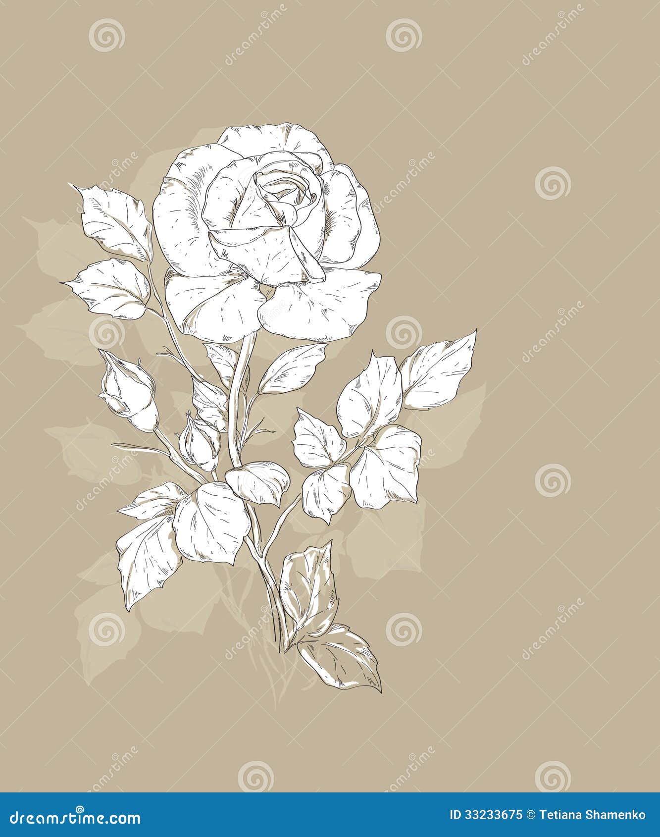 Hand Drawn Rose Illustration Stock Vector - Illustration of paper ...