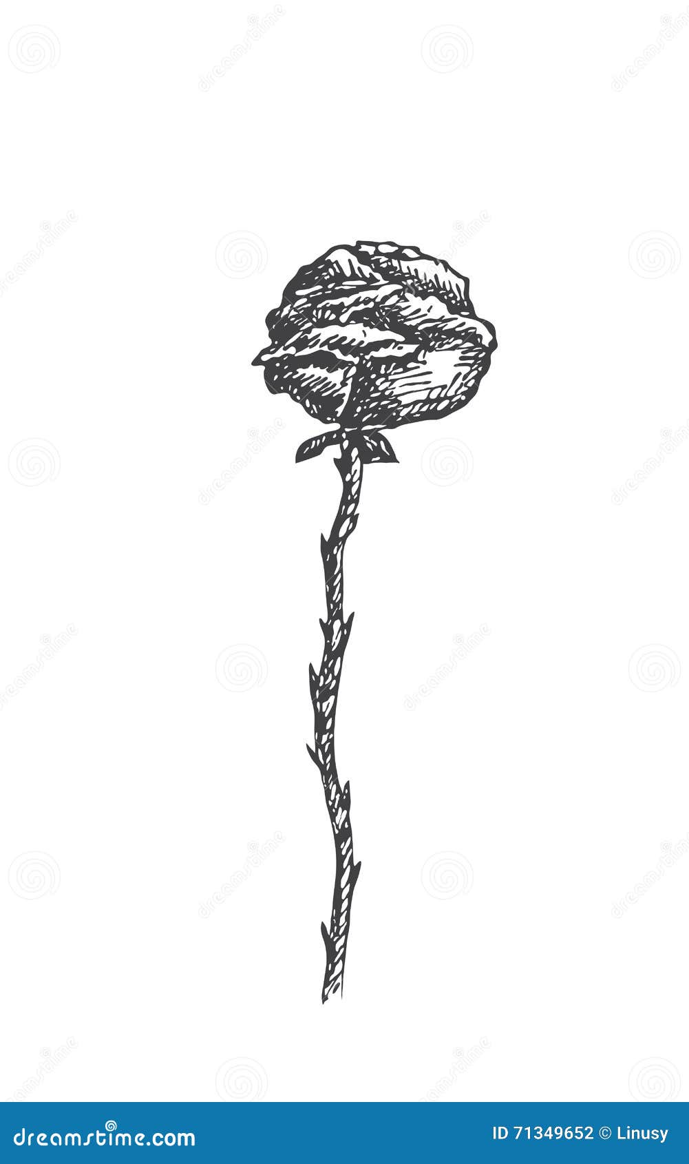 Hand drawn rose stock vector. Illustration of decoration - 71349652