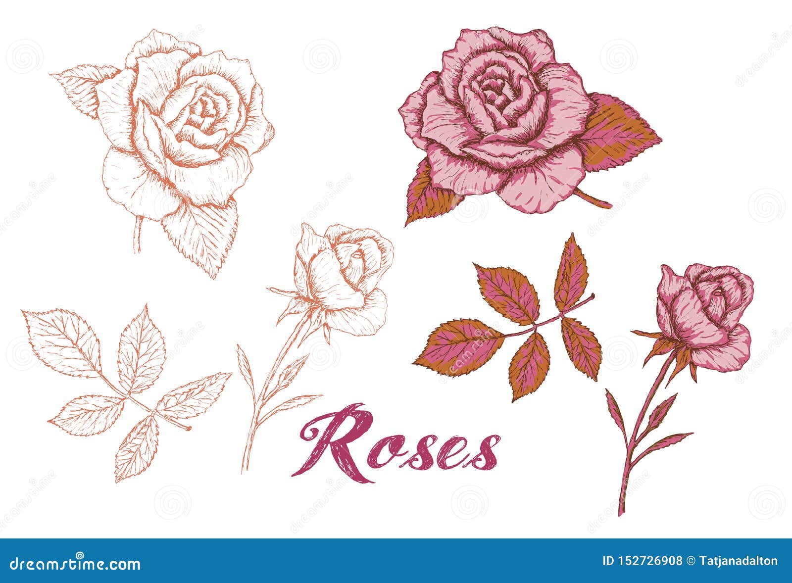 Hand-drawn Roses Set, Vector. Sketch Roses Silhouette And Color Roses ...