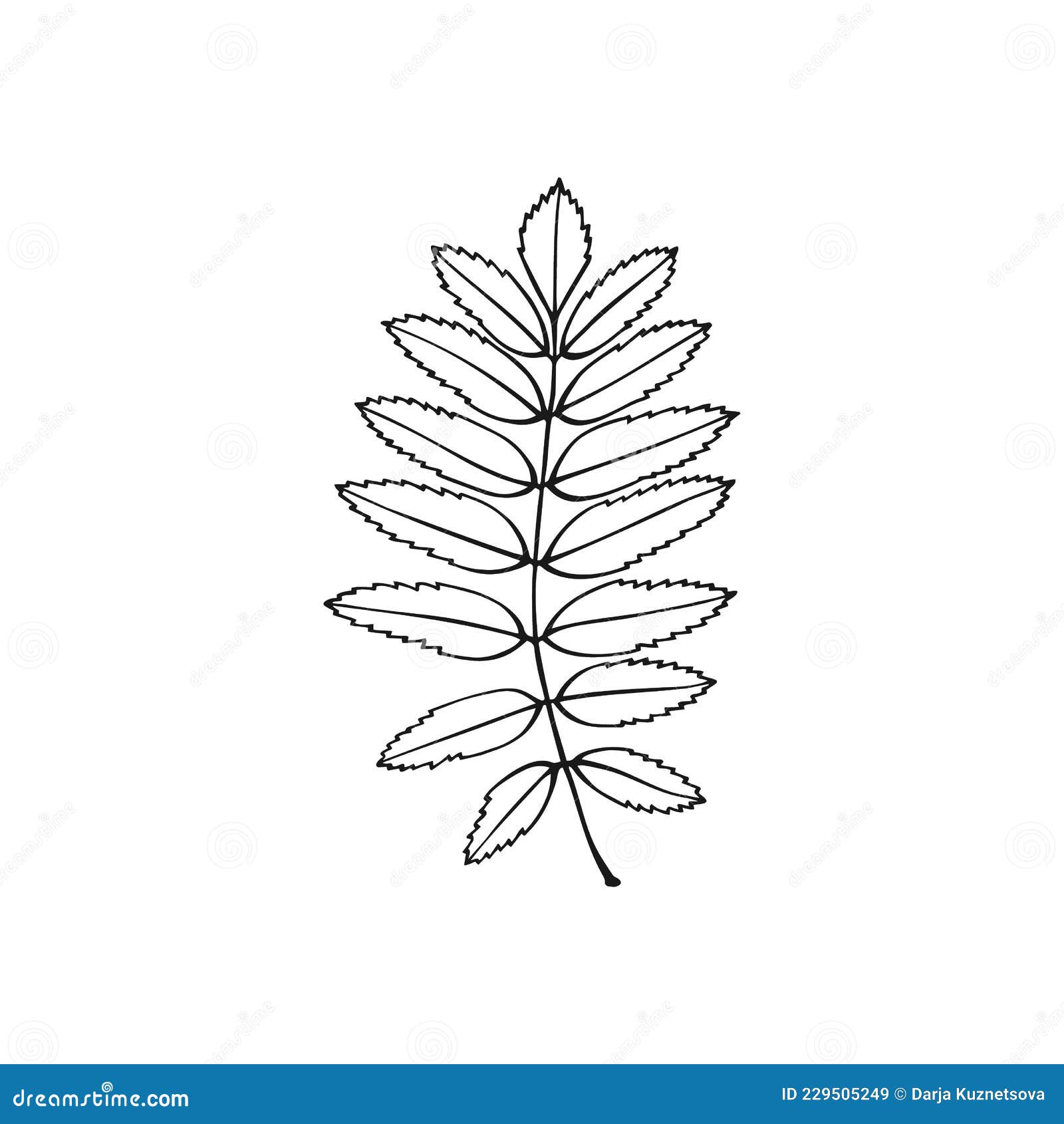 Hand Drawn Rowan Leaf Outline. Line Art Style Isolated on White ...