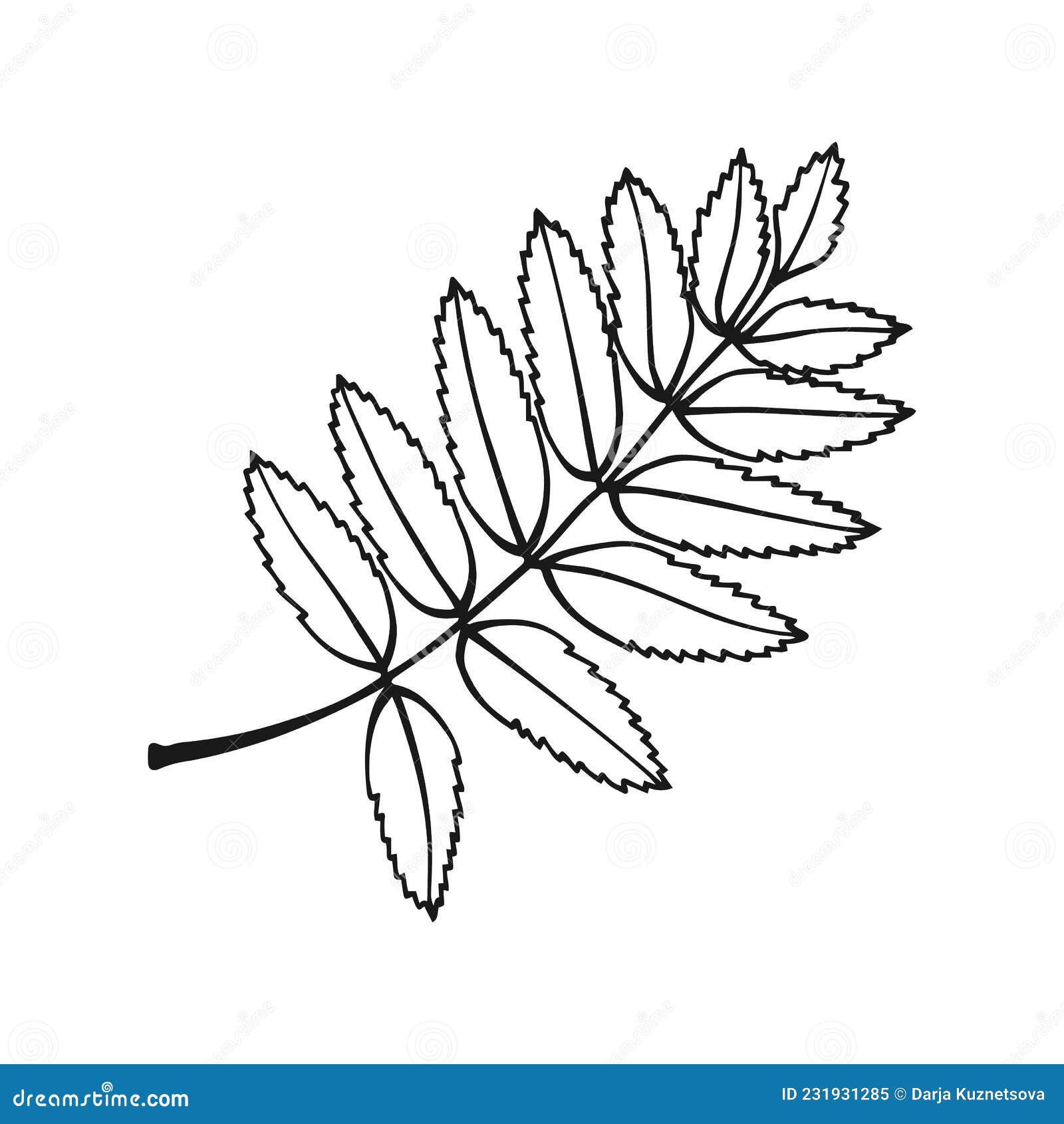Hand Drawn Rowan Leaf Outline. Line Art Style Isolated on White ...