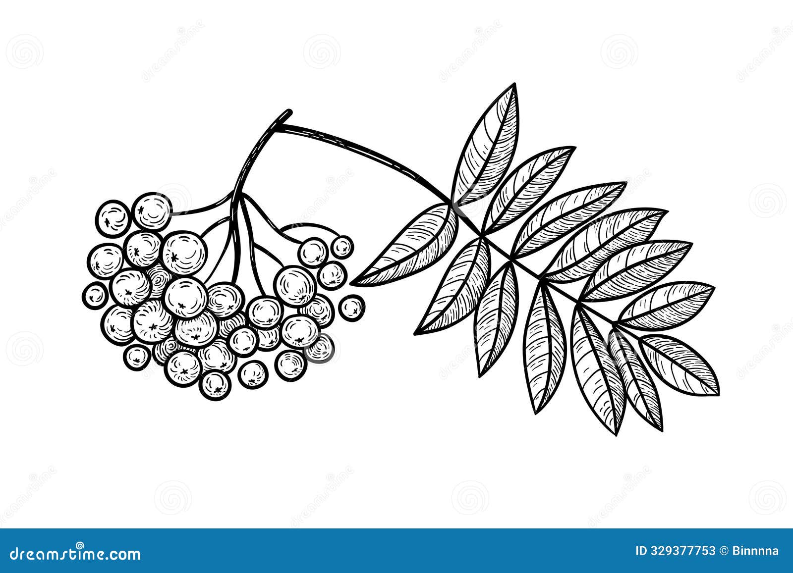 Hand Drawn Rowan Tree Branch. Botanical Engraving Illustration Stock ...