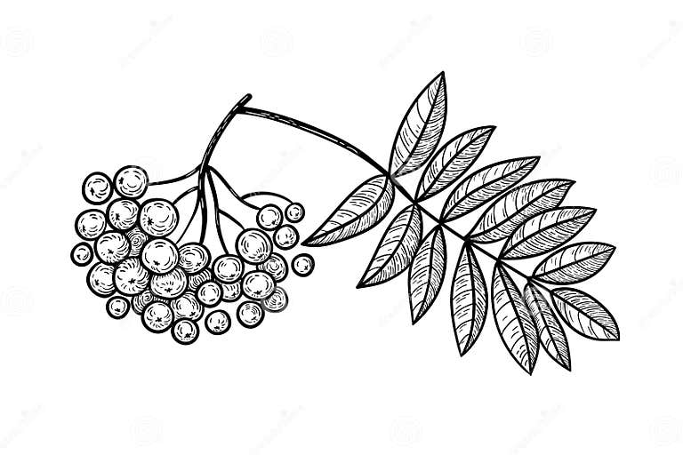 Hand Drawn Rowan Tree Branch. Botanical Engraving Illustration Stock ...