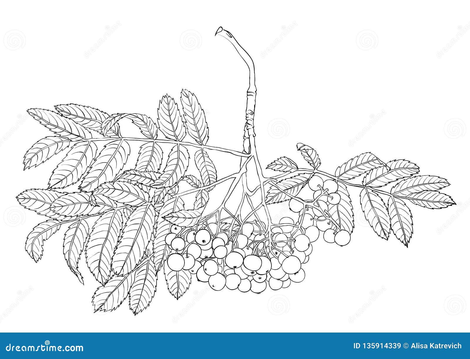 Hand Drawn Rowan Tree Isolated on White Background Stock Vector ...
