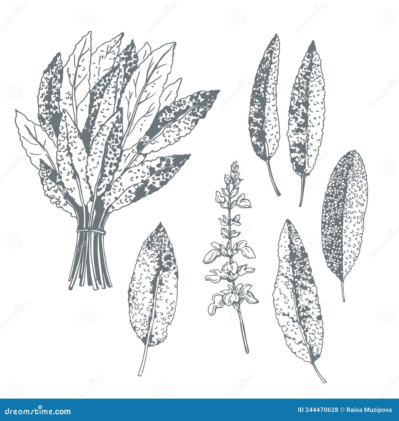 Hand-drawn Sage. Sketch Illustration Stock Vector - Illustration of ...